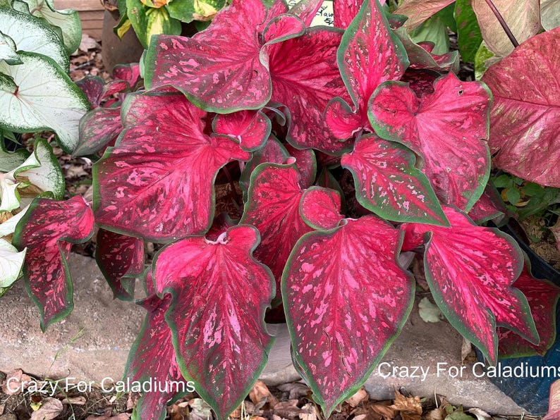Caladium 'scarlet Flame' Size #2 (2 Bulbs) Size #1(1 Bulb) *size ...