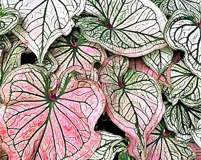 Caladium 'debutante' Size JUMBO, Mammoth***available to Ship Now! - Etsy