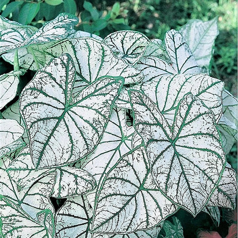 Green and White Caladiums - Etsy