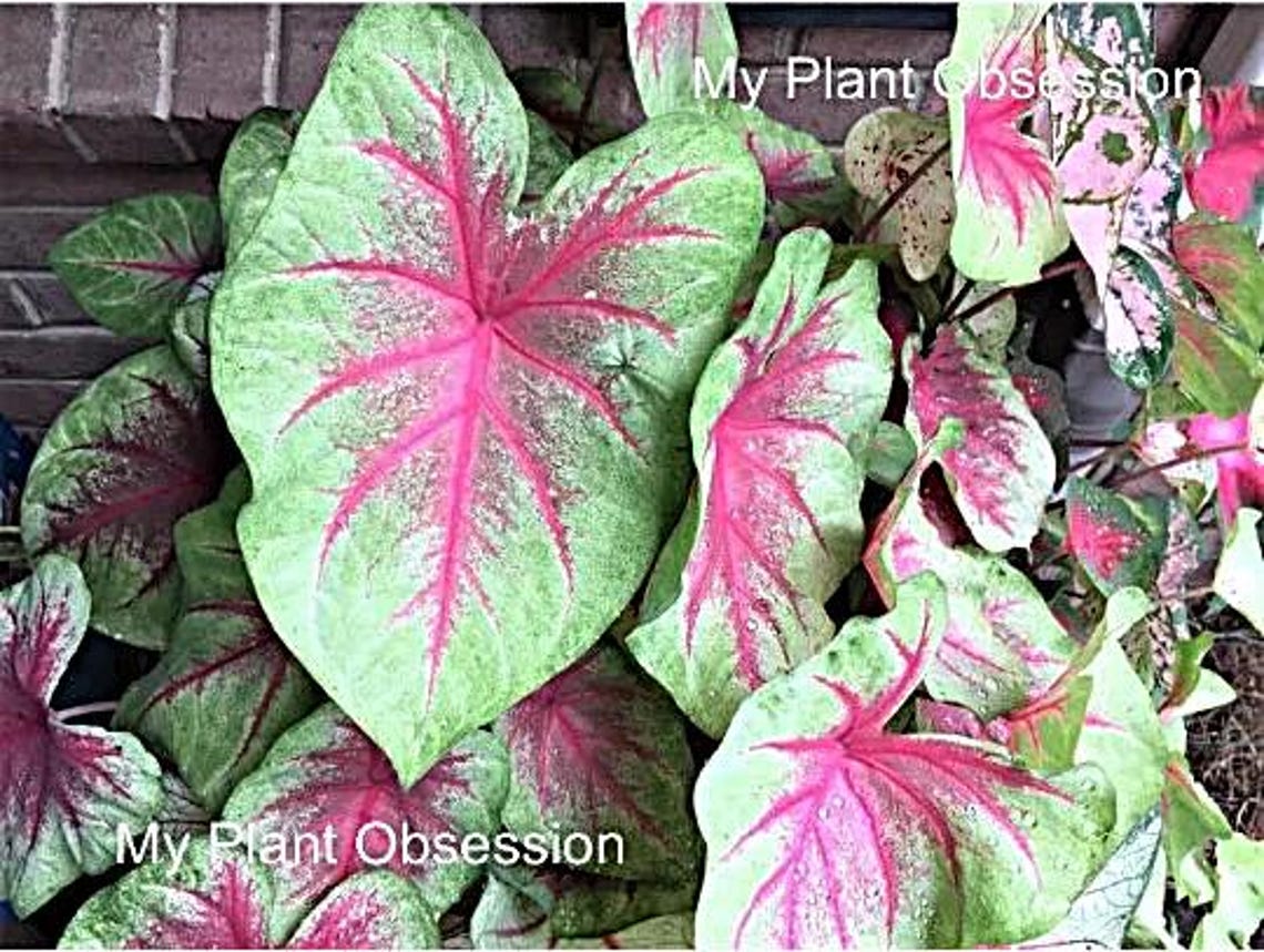 Caladium 'scarlet Pimpernel' Size #2(2 Bulbs) Size #1(1 Bulb Large ...