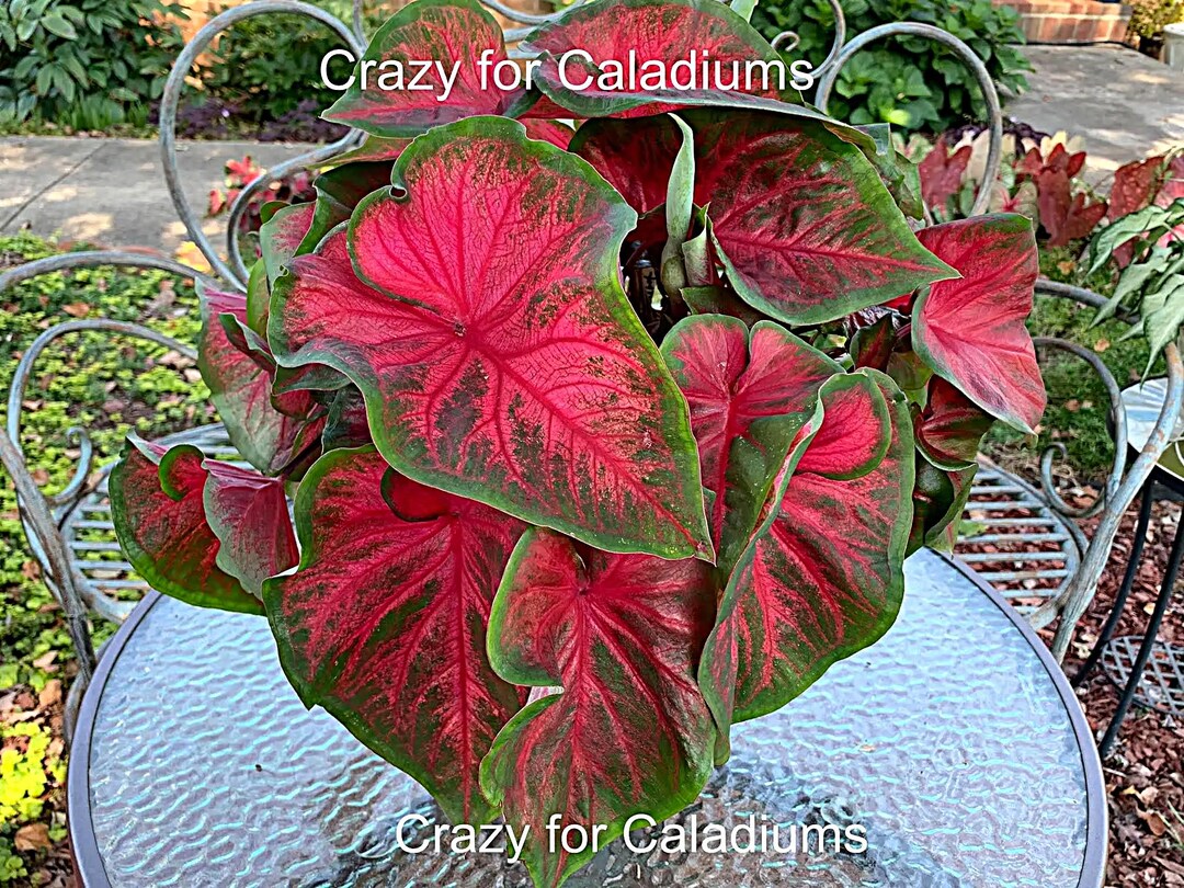 Caladium 'dragon Heart' Size#2(2 Bulbs) **new Crop 2025 **in Stock Now ...