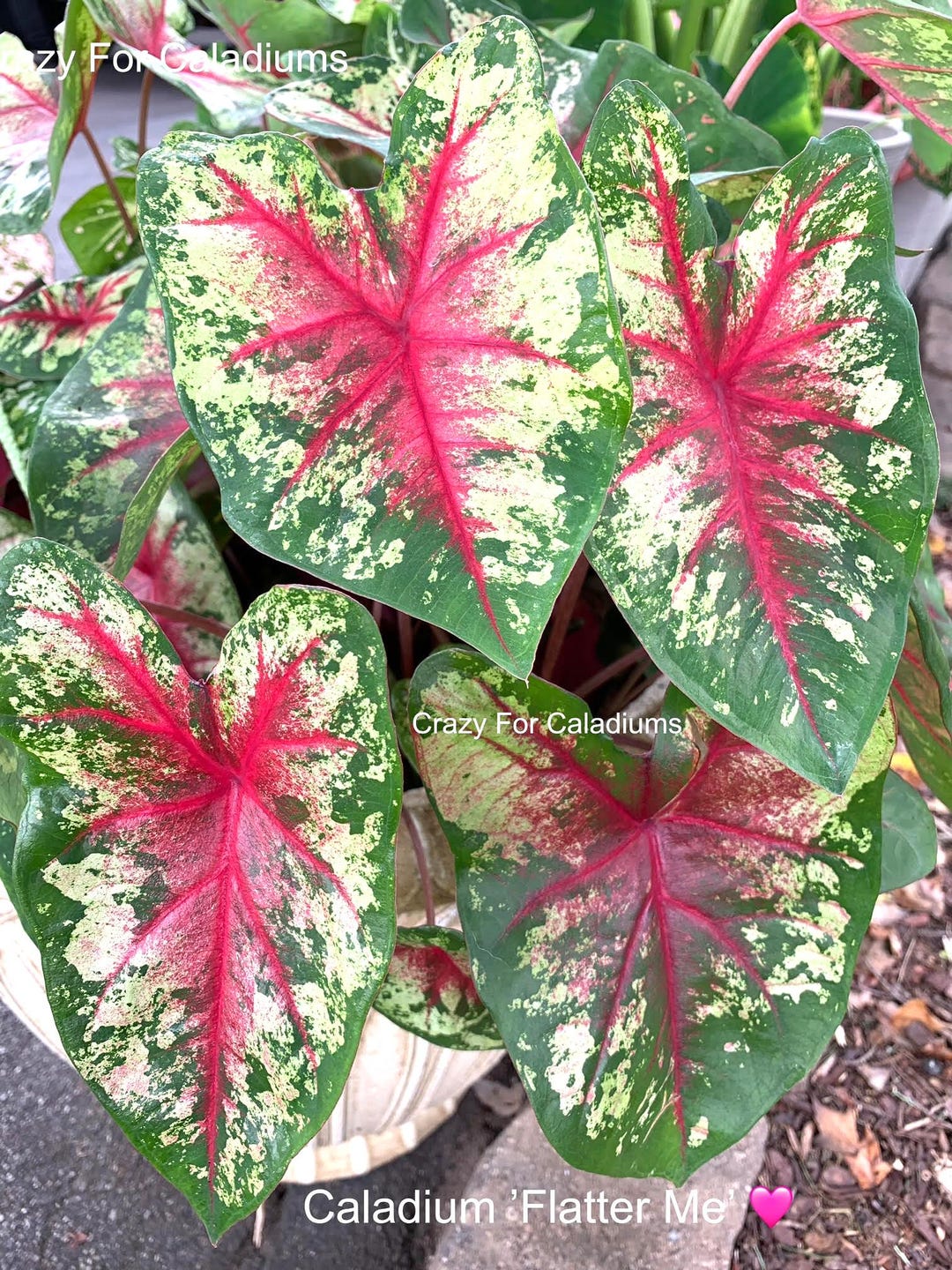 Caladium 'flatter Me' Size 2 2 Bulbs New Crop 2024 - Etsy