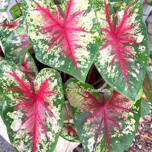 Caladium 'flatter Me' Size 2 2 Bulbs New Crop 2024 - Etsy