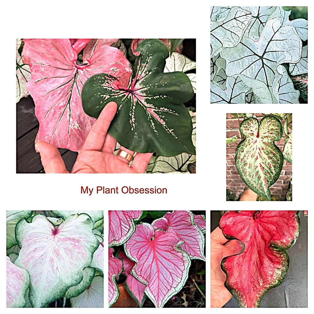 Caladiums Strap Leaf Random Mix 'value Pack' Size #2 (8 Bulbs) - Etsy