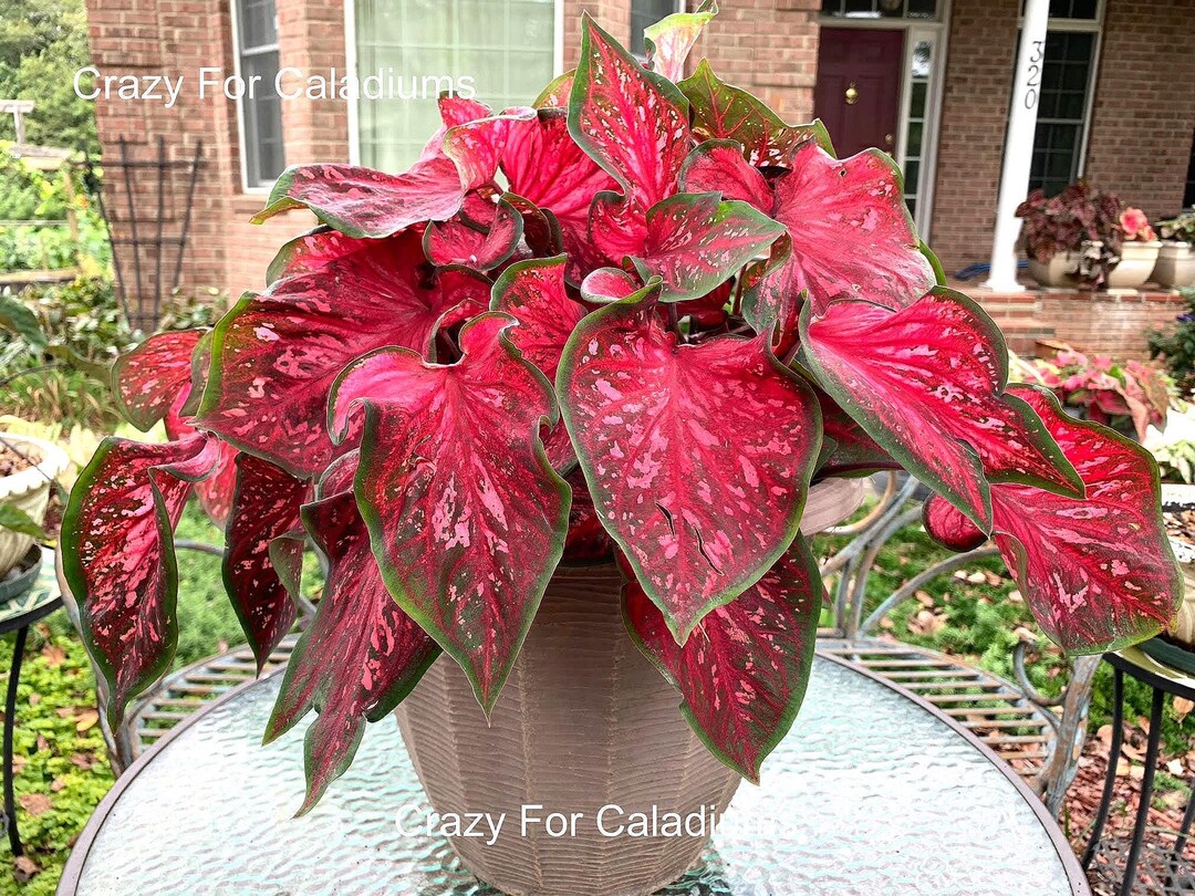 Caladium 'scarlet Flame' Size #2 (2 Bulbs) Size #1(1 Bulb) *size ...