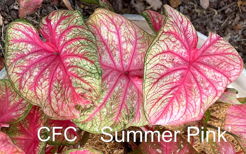 Caladium 'summer Pink' Size #2 (2 Bulbs) Size #1(1 Bulb/large) - Etsy