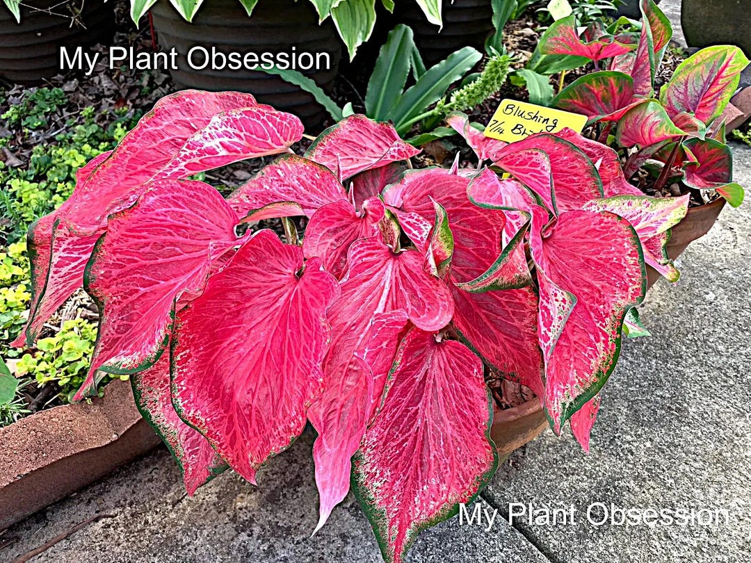 Caladium 'blushing Bride' Size#2(2 Bulbs) **new Crop 2025 **in Stock ...