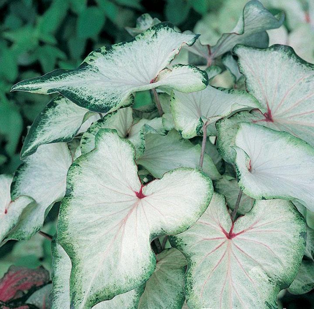 Caladium 'white Wing' Size #2 (2 Bulbs)**new Crop 2025 **in Stock Now ...
