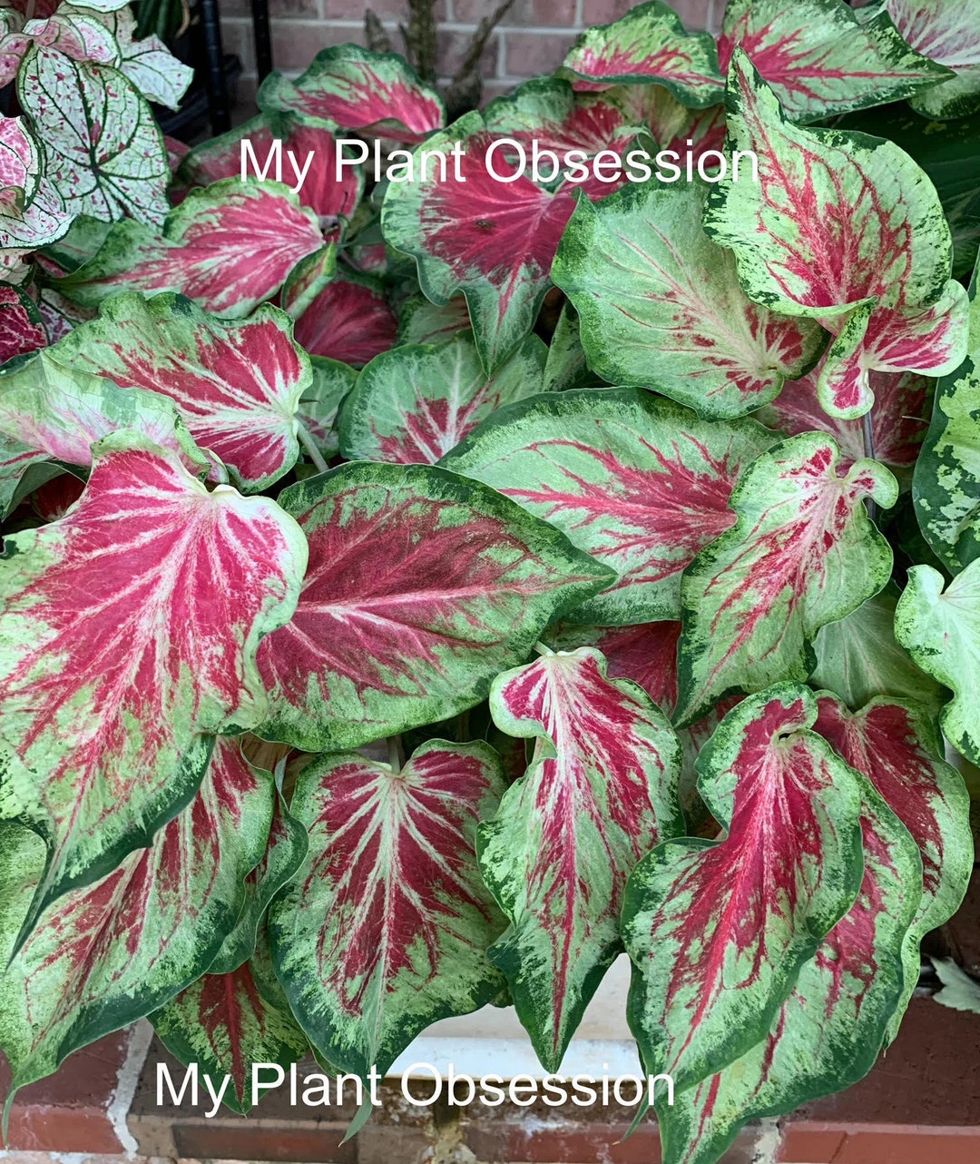 Caladium 'starburst' Size 2 2 Bulbs Size 11bulb Large New Crop 2024 - Etsy