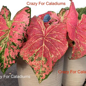 Caladium 'ballet Slippers' for Sun or Shade, Size #2 (2 Bulbs) )**new ...