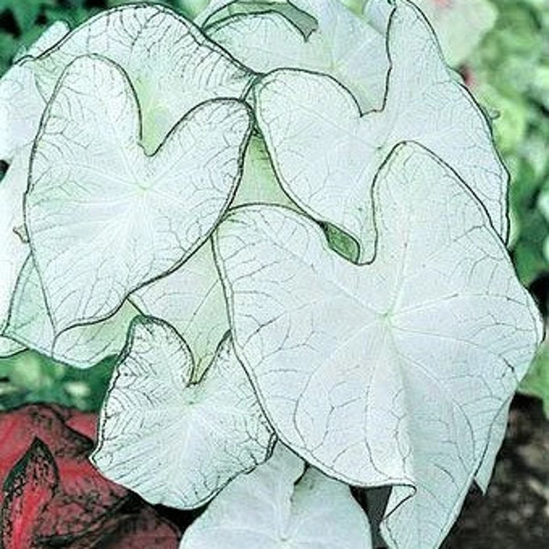 Moonlight Caladium - Etsy