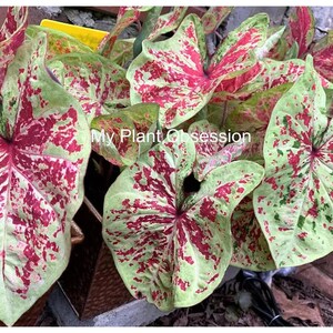 Caladium Bulb 'raspberry Moon' *size #2(2bulbs) Size #1(1 Bulb Larger ...
