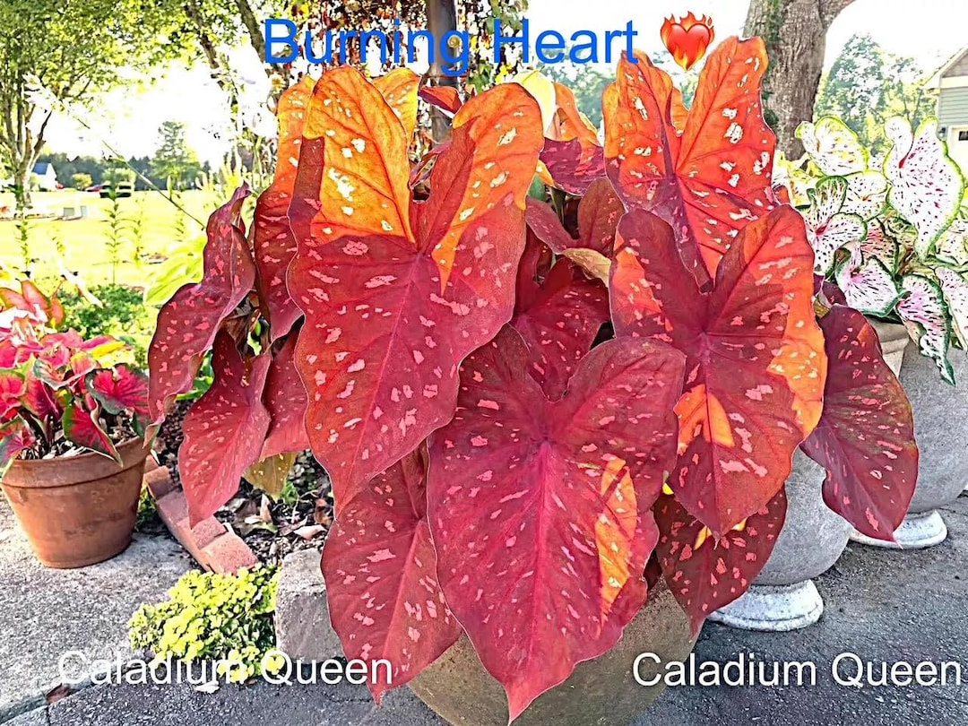 Caladium 'burning Heart' Size #2 (2 Bulbs) Size #1(1 Bulb) *size ...
