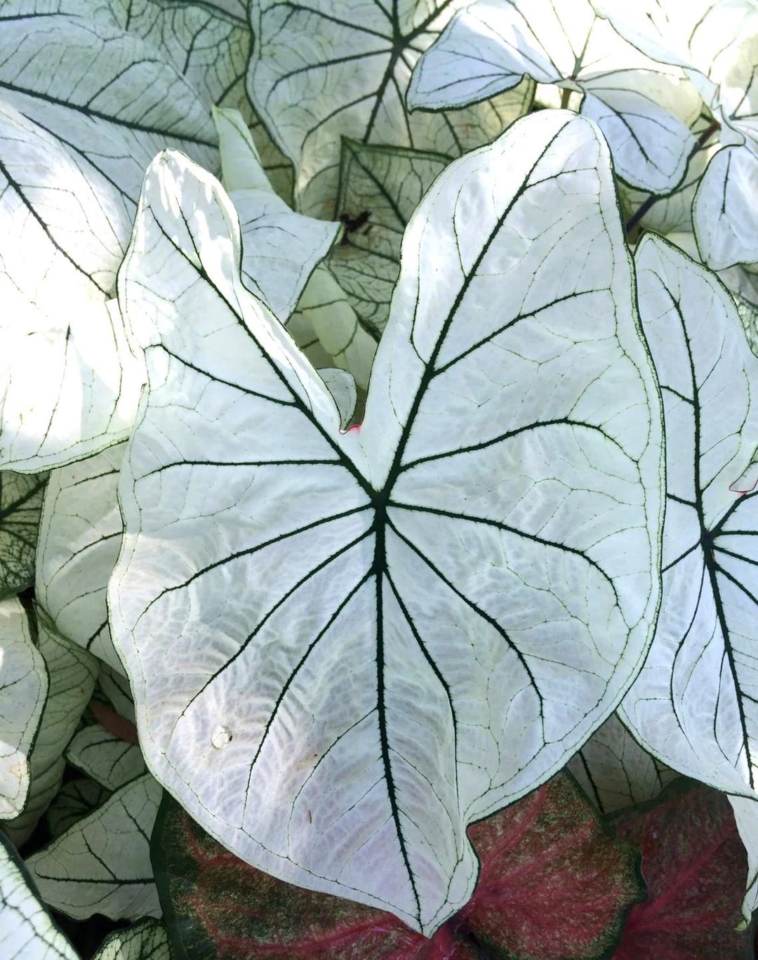 Caladium 'allure' Size #2 (2 Bulbs) **new Crop 2025 ***in Stock Now ...