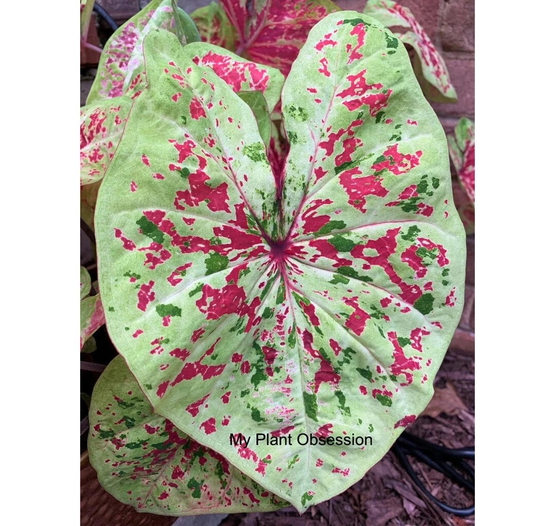 Caladium Bulb 'raspberry Moon' *size #2(2bulbs) Size #1(1 Bulb Larger ...