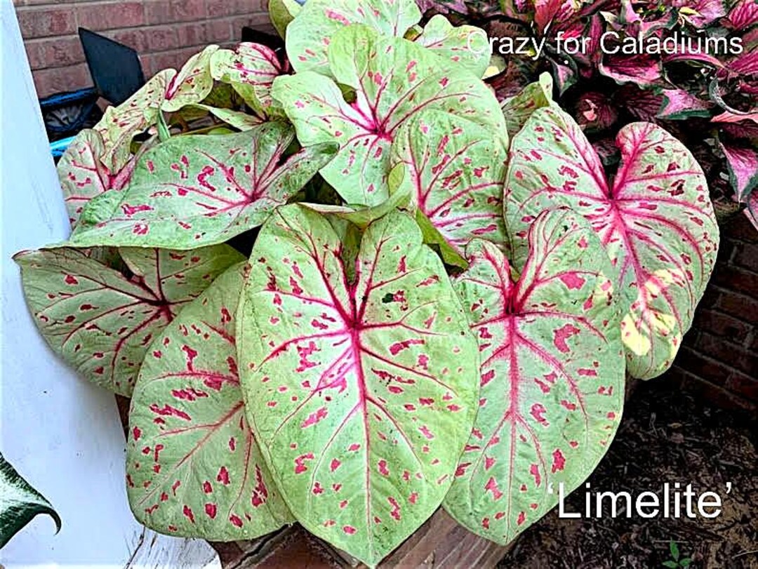 Caladium 'limelite' Size #2(2 Bulbs) Size #1(1 Bulb / Large) **new Crop ...