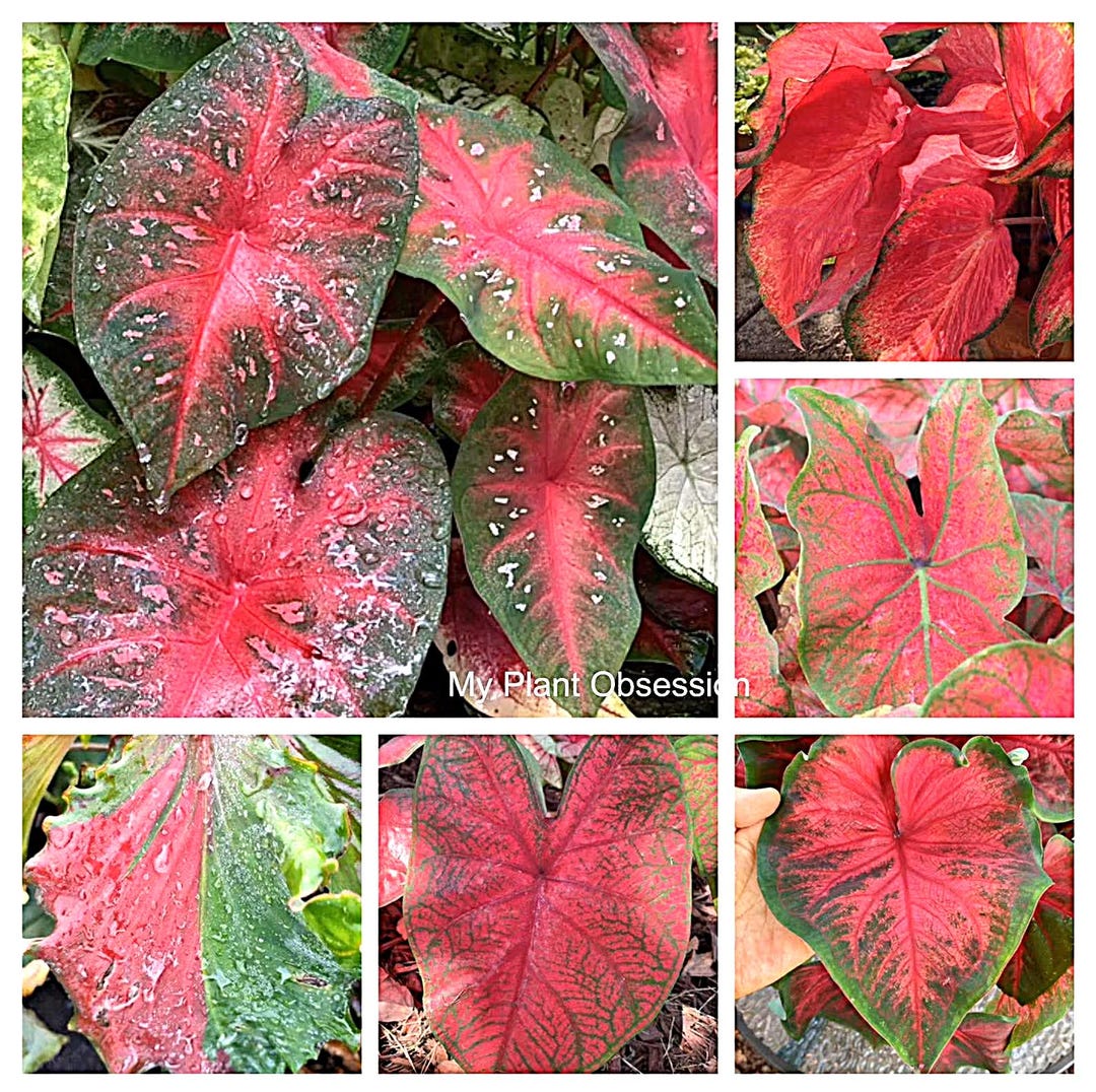 Caladiums RED Random Mix 'value Pack' (6 Bulbs) Size #2**new Crop 2025 ...
