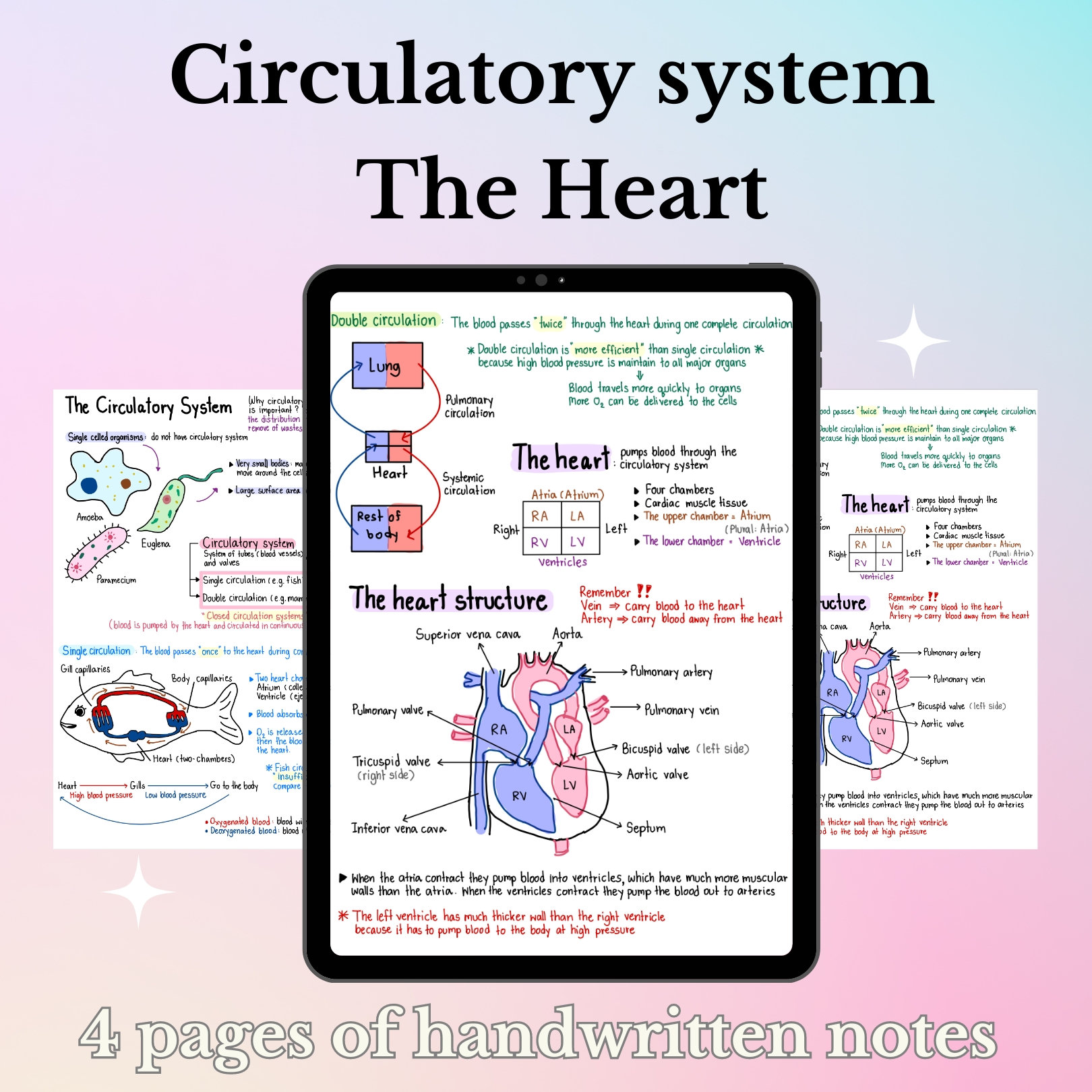 Circulatory System I Biology Notes I GCSE I IGCSE I Short Notesi ...