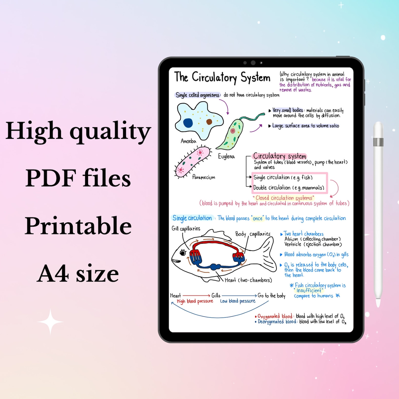 Circulatory System I Biology Notes I GCSE I IGCSE I Short Notesi ...