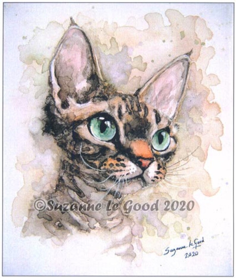 Devon Rex Cat Art Print Tabby Limited Edition Large Signed From ...
