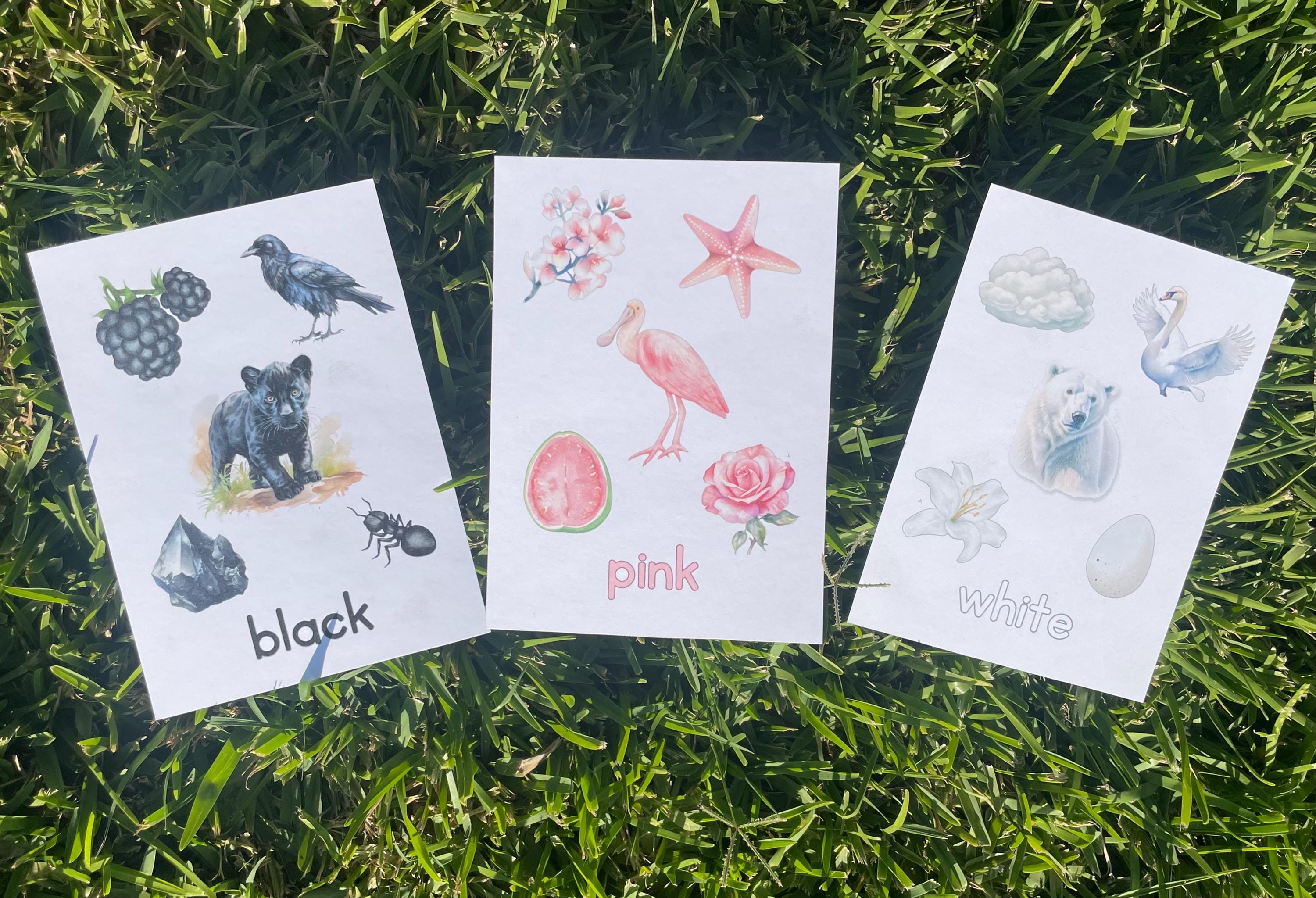 Printable Nature Color Flashcards, Digital Download, 11 Nature Color ...