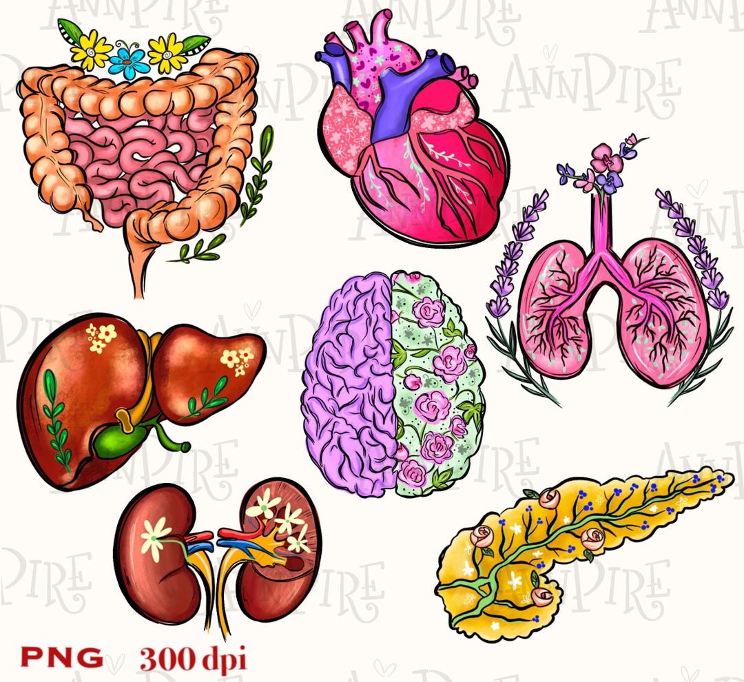 Hand Drawn Human Organs, Sublimation Design PNG, Human Body Set ...