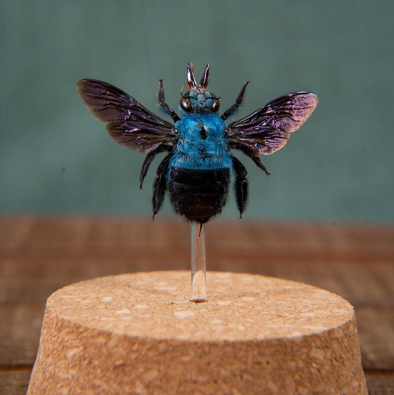Blue Carpenter Bee in Glass Dome Cloche Display (xylocopa Caerulea) - Etsy