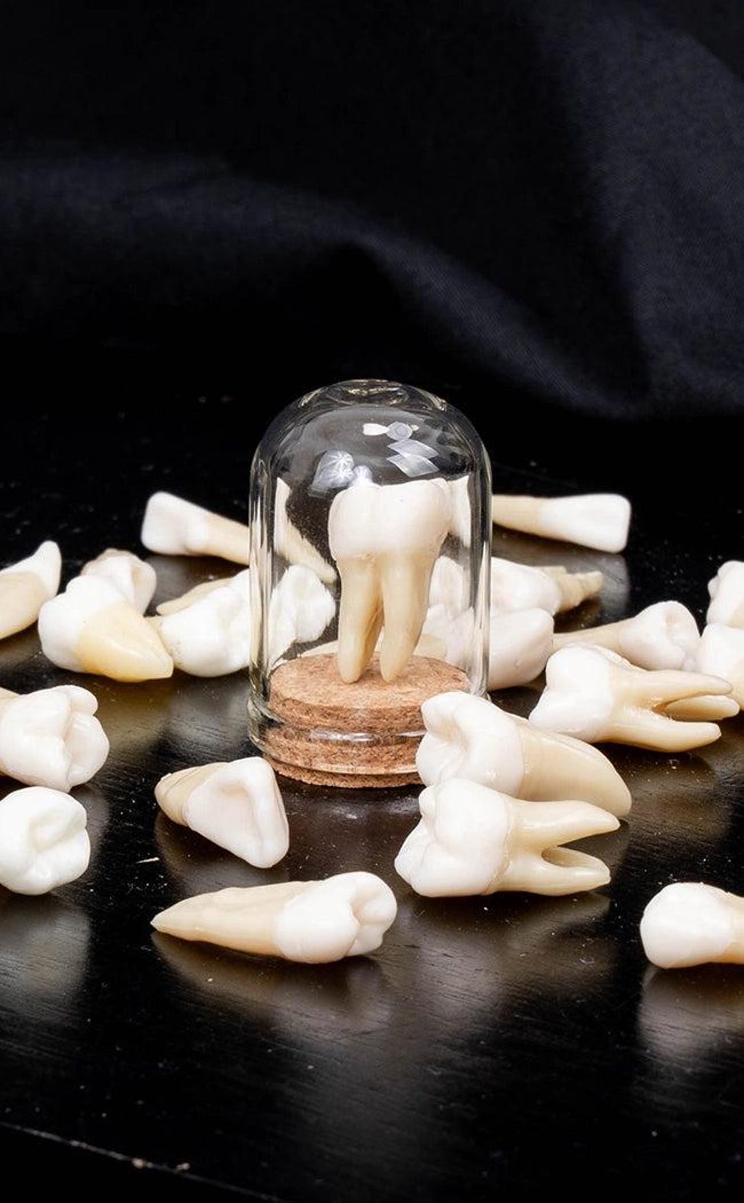 Human Tooth in Glass Dome | Replica - Etsy