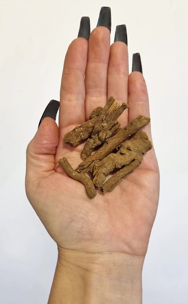 Master Root Masterwort Pieces Witchcraft Herbs known as Peucedanum ...