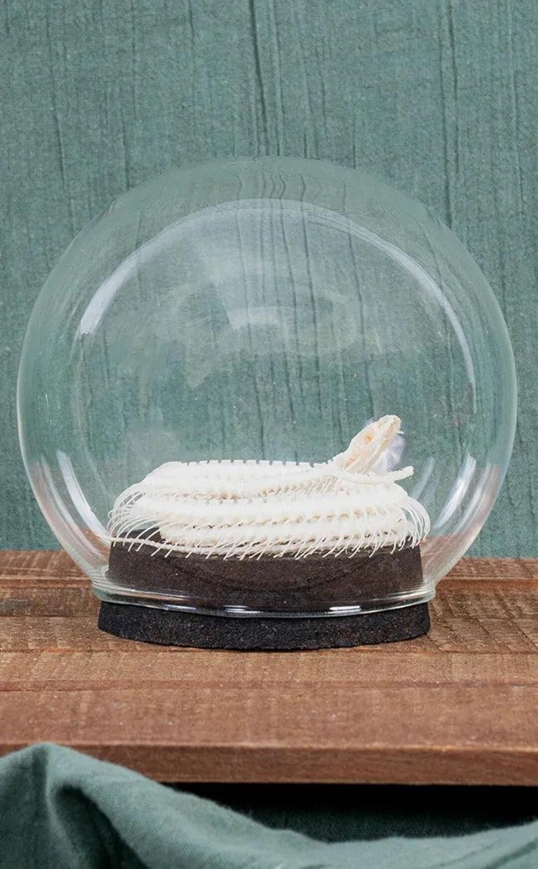 Rice Paddy Snake Coiled Skeleton (hypsiscopus Plumbea) taxidermy Bones ...