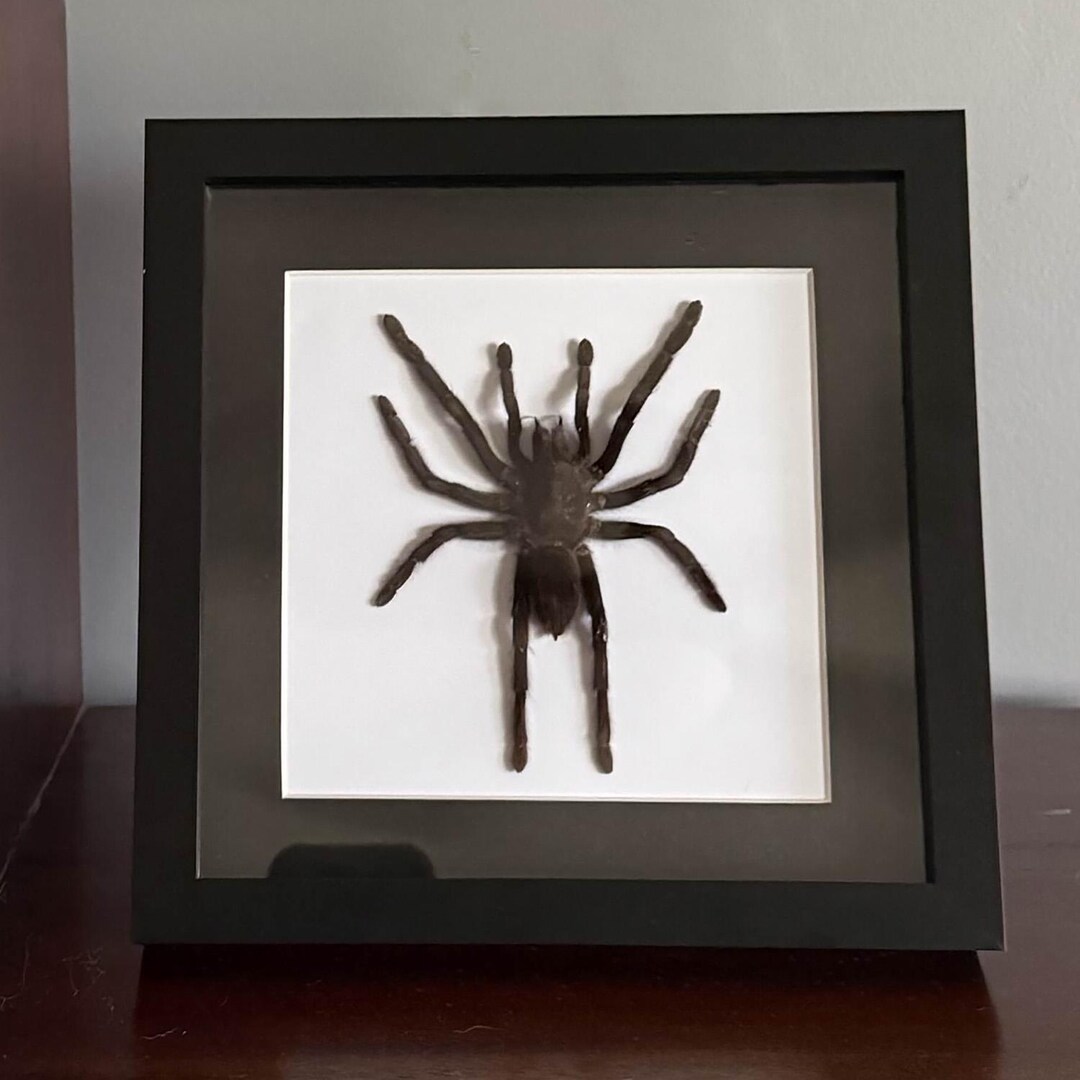 Tarantula in Shadow Box Frame | Taxidermy Genuine Spider | Java Yellow ...