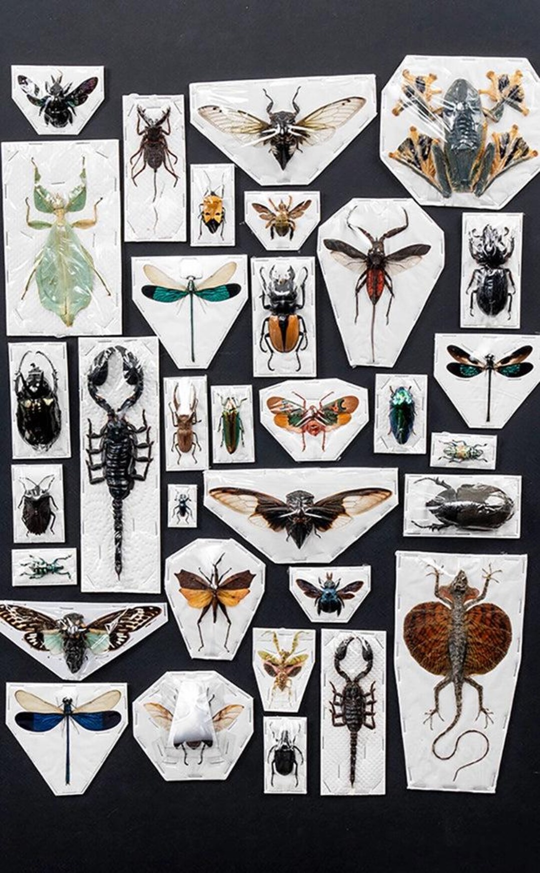 Premium Mixed Specimen Packs! - Etsy