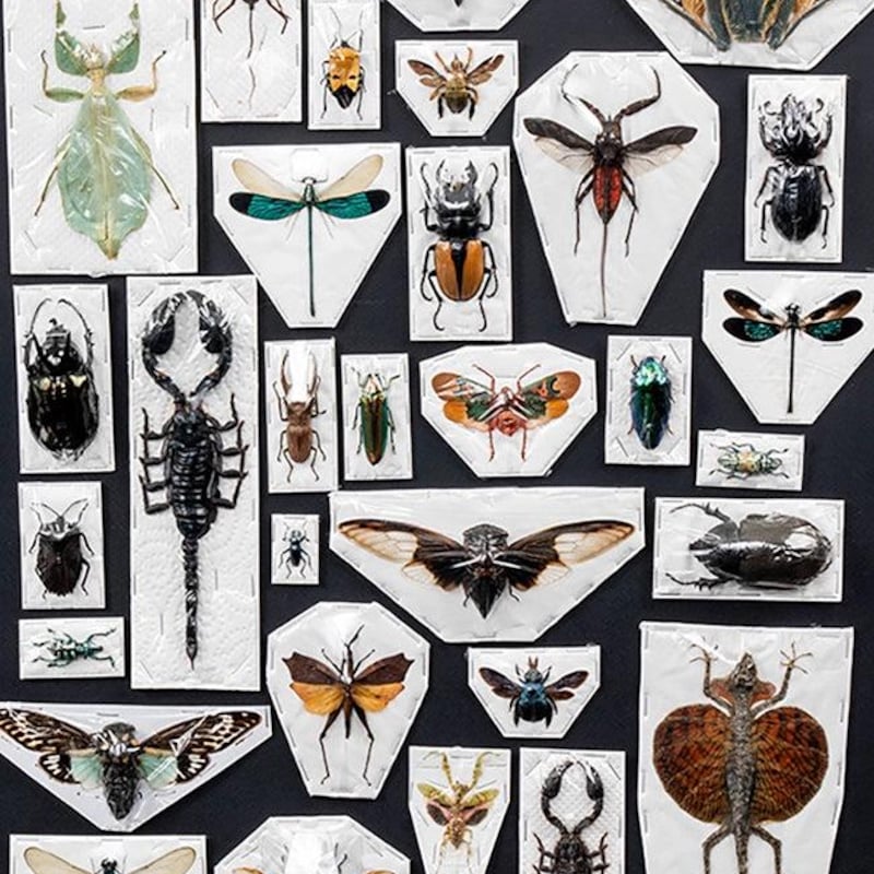 Preparar Chá a Granel - Etsy New Zealand