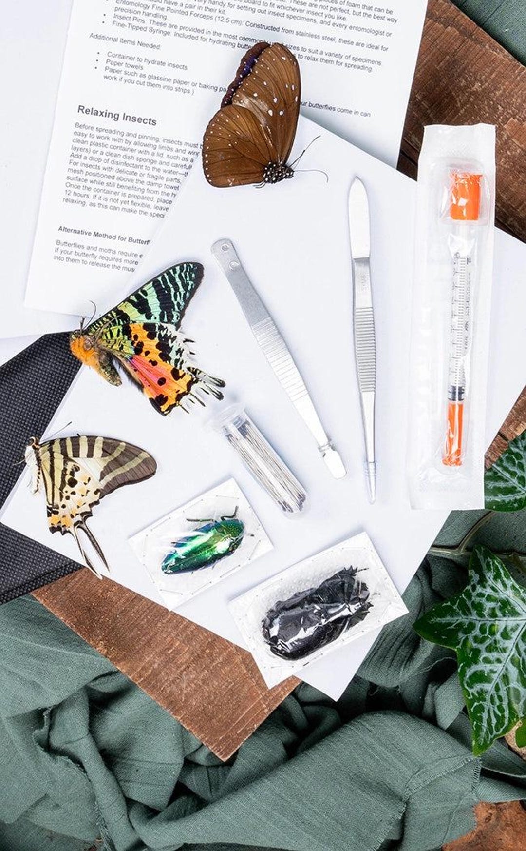 Entomology Pinning & Spreading Insect Tool Kit | Packs of Butterflies ...