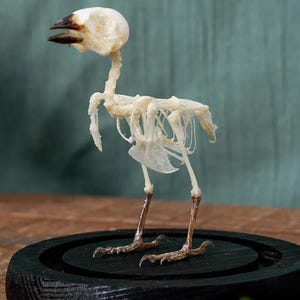 Eurasian Tree Sparrow Articulated Bird Skeleton (passer Montanus ...