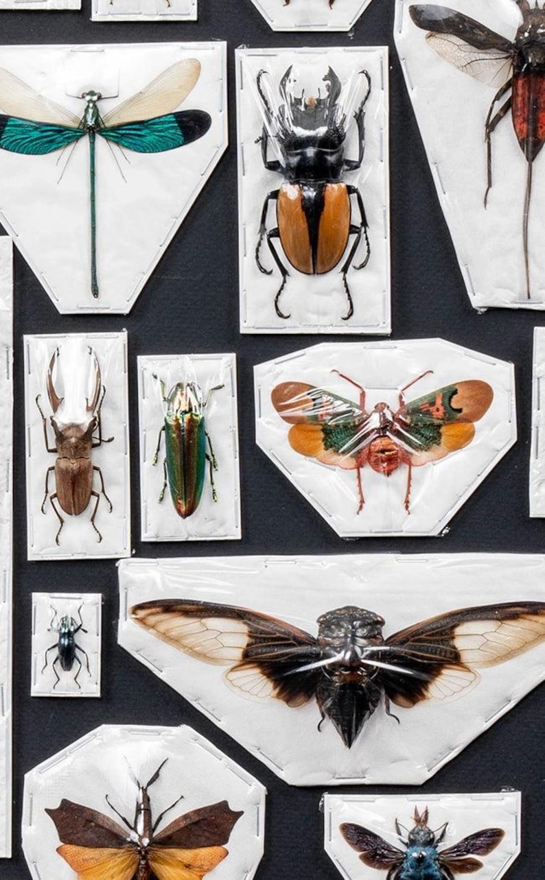 Premium Mixed Specimen Packs! - Etsy