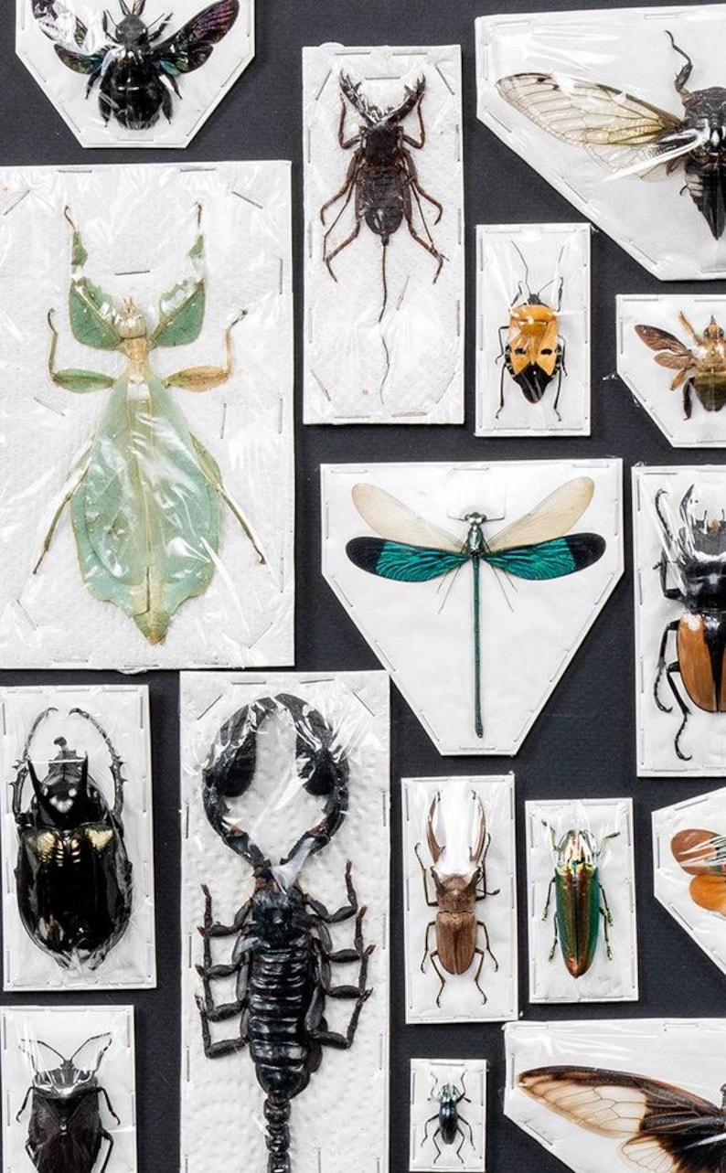Premium Mixed Specimen Packs! - Etsy
