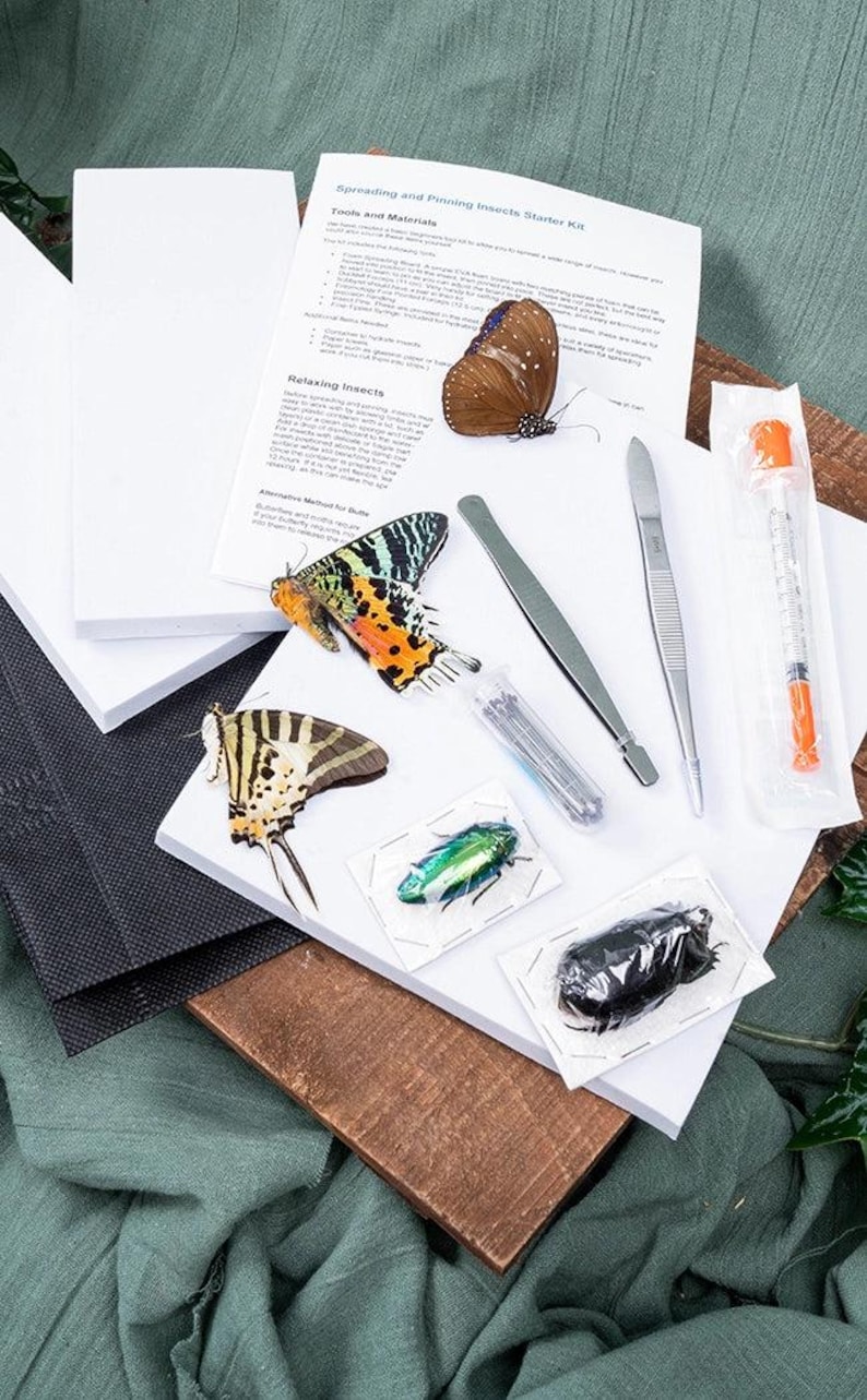 Entomology Pinning & Spreading Insect Tool Kit | Packs of Butterflies ...