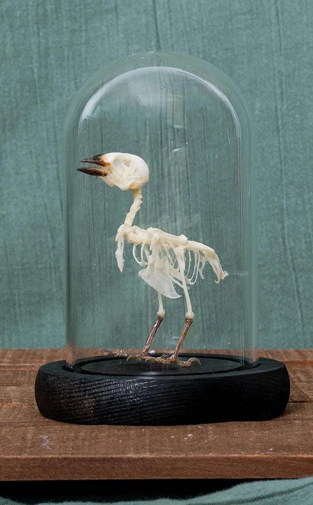Eurasian Tree Sparrow Articulated Bird Skeleton (passer Montanus ...
