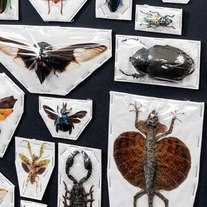 Premium Mixed Specimen Packs! - Etsy