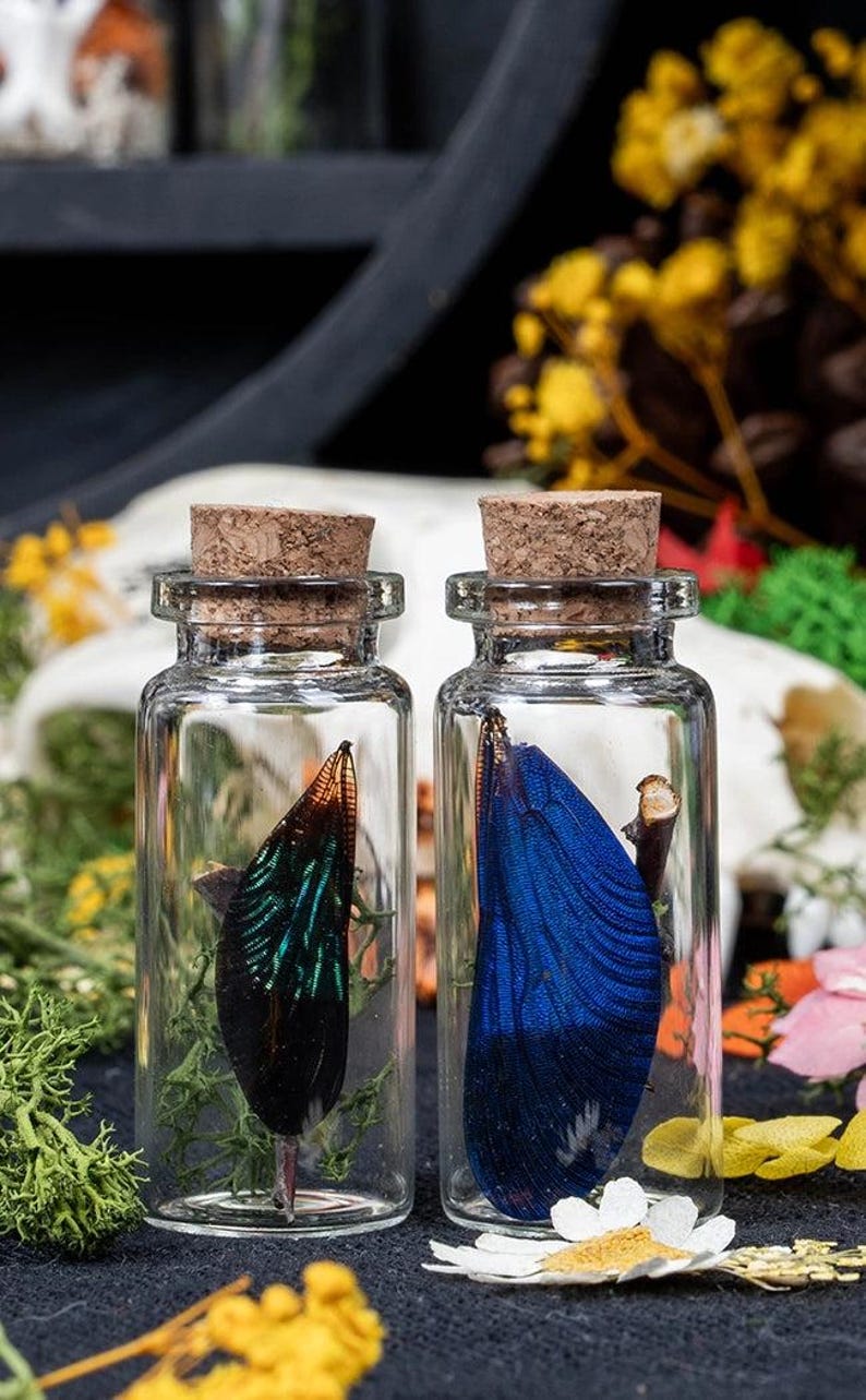 Unique Taxidermy Curiosity Vials | Bugs & Bits | Dragonfly, Sunset Moth ...