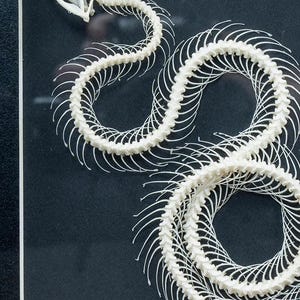 Coiled Attacking Pit Viper Snake Articulated Real Skeleton in Shadow ...