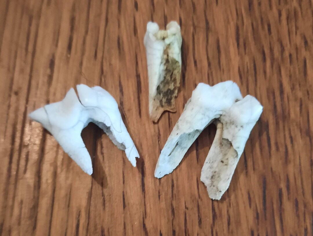 Montana Bison Buffalo Teeth for Your Bizarre Creative Pleasure - Etsy