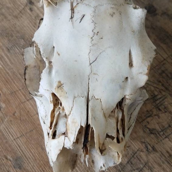 Buck Skull - Etsy