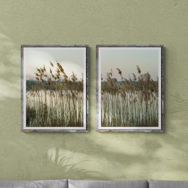 Dried Reeds - Etsy