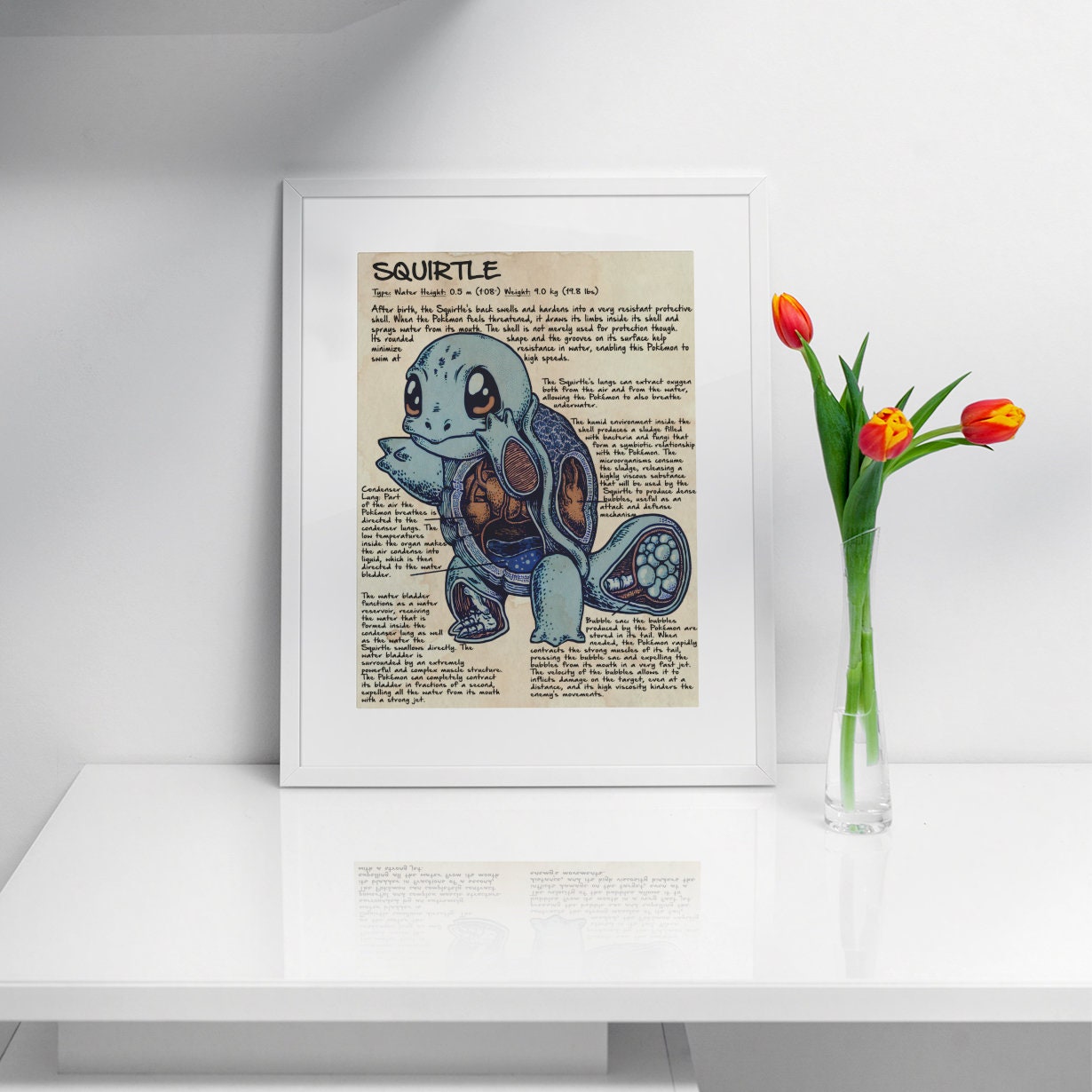 Pokemon Poster Squirtle Anatomy, Pokenatomy Poster, Pokemon Anatomy ...