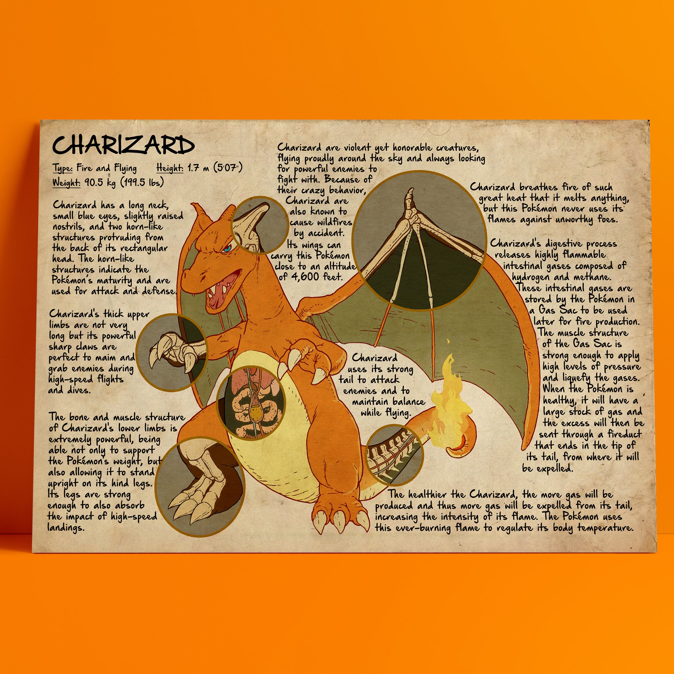 Pokemon Poster Charizard Anatomy, Pokenatomy Poster, Pokemon Anatomy ...
