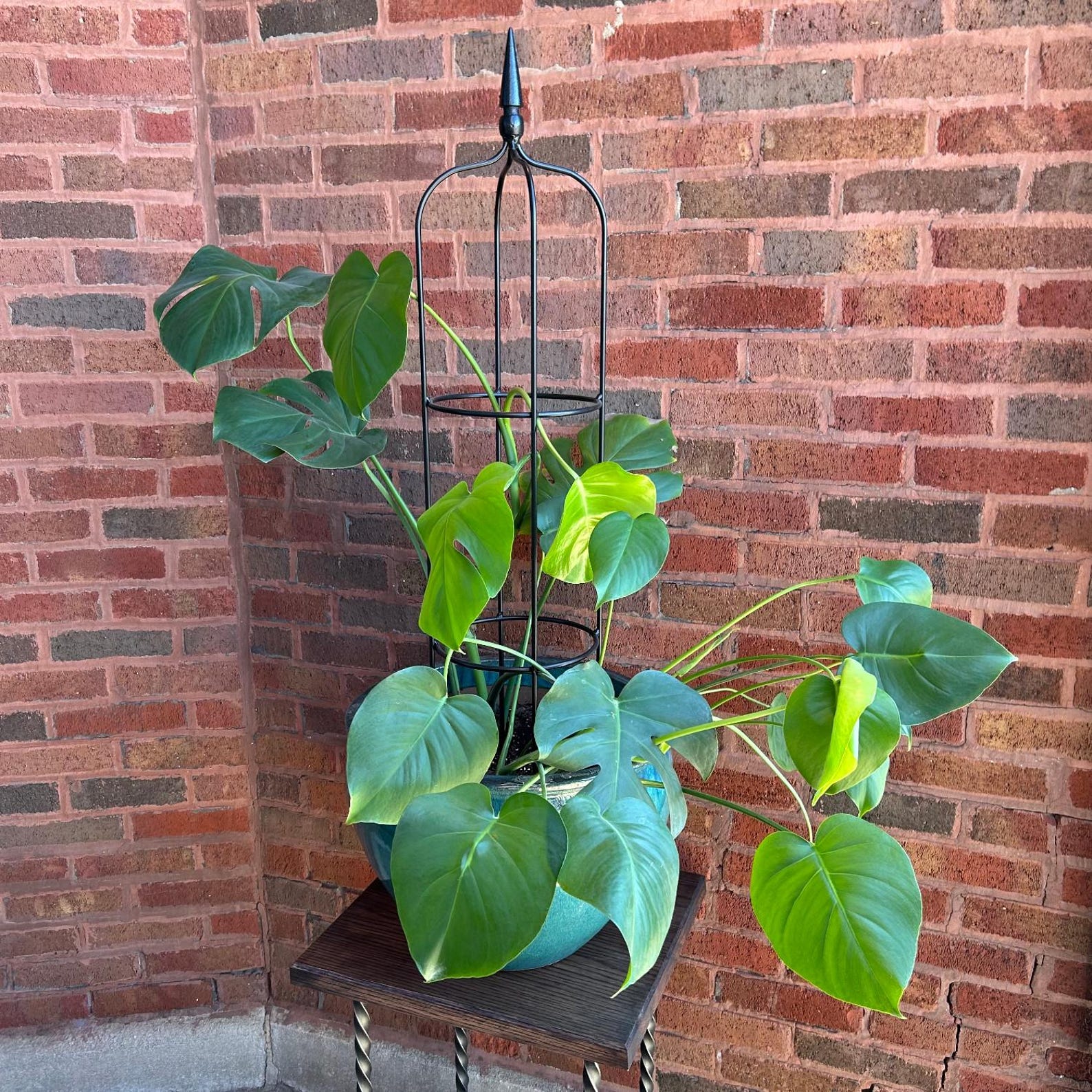 Garden Obelisk - Indoor/outdoor Trellis - Heavy Duty Steel & Cast Iron ...