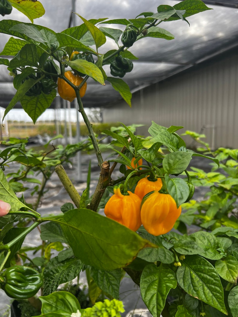 Aji Dulce, Aji Cachucha, Ajicito, Sweet Chili Peppers, Sweet Caribbean ...