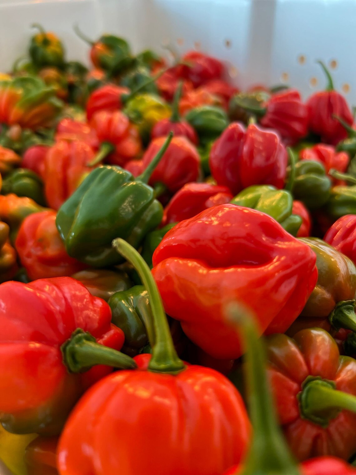 Aji Dulce, Aji Cachucha, Ajicito, Sweet Chili Peppers, Sweet Caribbean ...